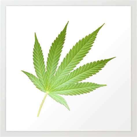 Pot Leafs 420 Backgrounds