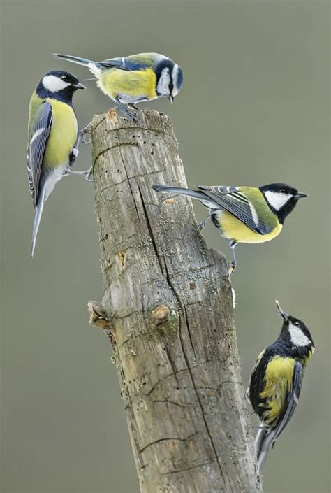 Tumblr Birds Backyard Birds Passerine