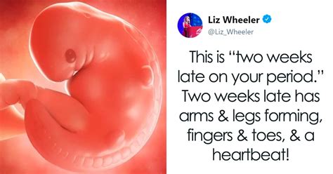 Woman Posts Pic Of 6 Week Old Embryo To Shame Pro Choicers One Of Them