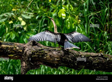 Anhinga Anhinga Anhinga Drying Its Feathers This Bird Is Around 85