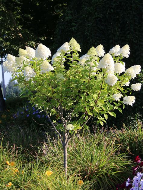 Tree Form Shrubs Raise Beauty To New Heights J Frank Schmidt And Son Co