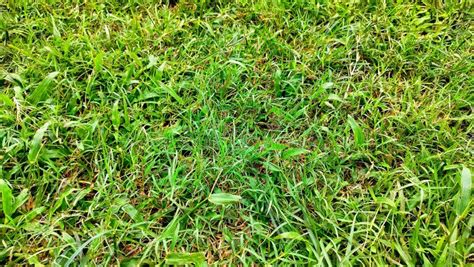 Green Grass Texture Green Grass Field Lawn In Spring Colorful Grass Background Stock Image
