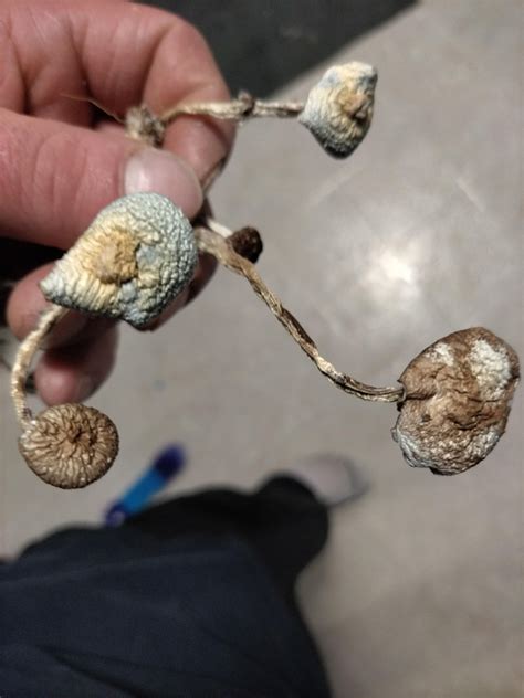 Contaminated R Shrooms