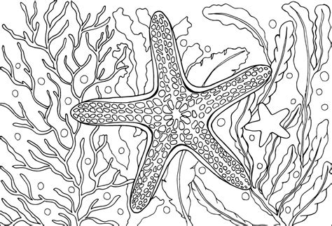 Sea Star Coloring Page