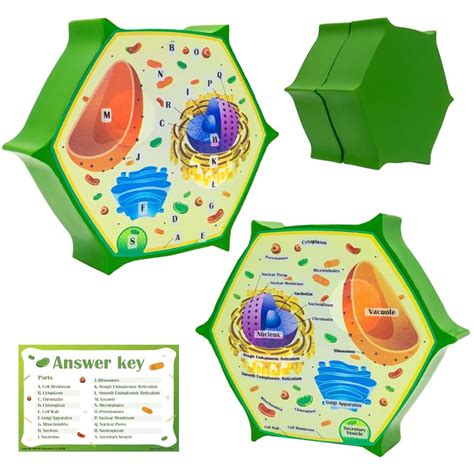 Plant Cell Clay Model Labeled