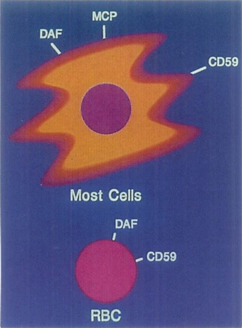 Membrane Regulatory Proteins Of The Human Complement System Membrane