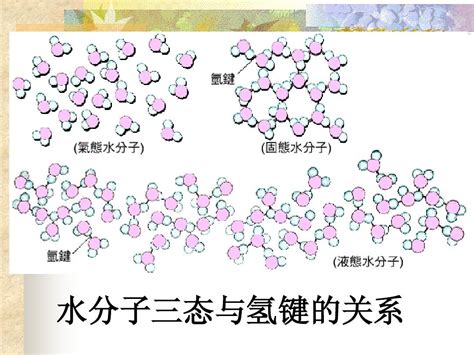 水分子的氢键示意图 千图网