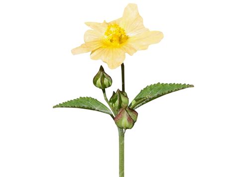 Premium Photo Arrowleaf Sida Sida Rhombifolia Is Emollient And Is For Ulcers High Fevers And