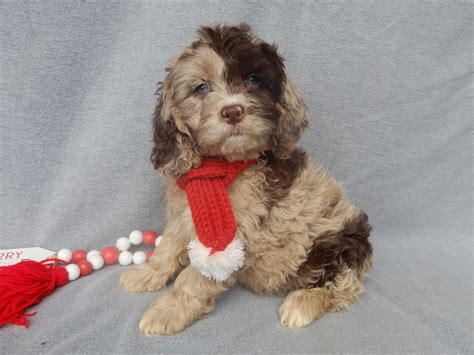 F1 Cockapoo Mr Leo F1 Cockapoo Puppy Love Paradise