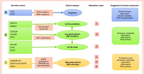 overview of genomic and metabolomic classification of glioma with