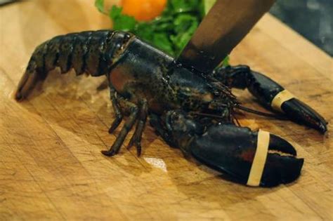 How To Cook A Lobster Humanely - Respectprint22