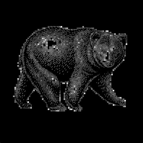 عکس های پی ان جی سیاه و سفید جالب خرس بدون زمینه و بک گراند