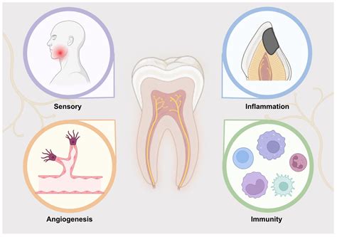 Neural Regeneration In Regenerative Endodontic Treatment An Overview