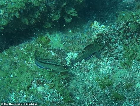 Fish Sex Organs Boosted Under High CO Study Finds Daily Mail Online