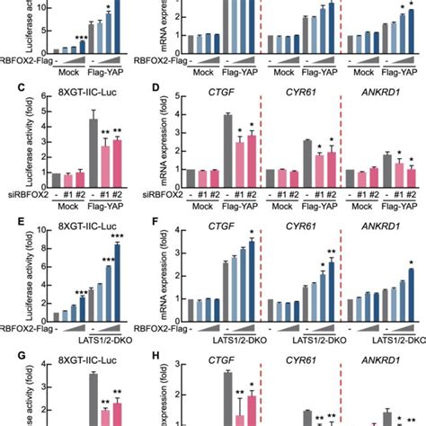Rbfox2 Regulates The Expression Of Target Genes Related To The Hippo