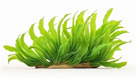 Premium Ai Image One Type Sea Plant Elevation Side View Isolated