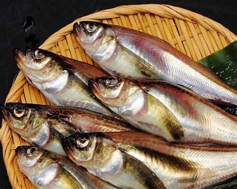 Sailfin Sandfish Hatahata Basic Sushi Knowledge Sushi University