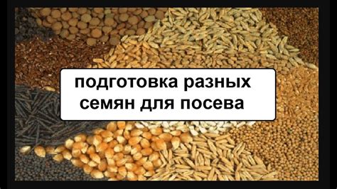 Подготовка разных семян к посеву - YouTube