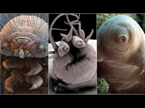 Electron Microscope Images