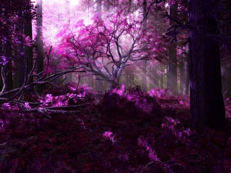Purple Forest Wallpapers 4k Hd Purple Forest Backgrounds On Wallpaperbat