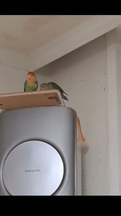 바다와 아기앵무새 Youtube