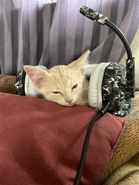 Our New Tiny Criminal R Illegallysmolcats