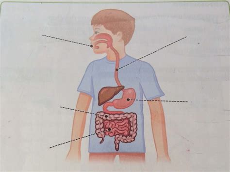 Digestive System Diagram Quizlet Digestive System Diagram Quizlet