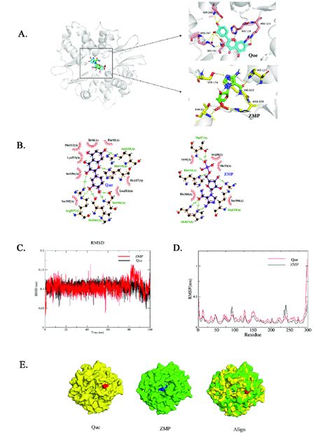 Molecular Docking And The Binding Interaction Of Quercetin And Aicar To