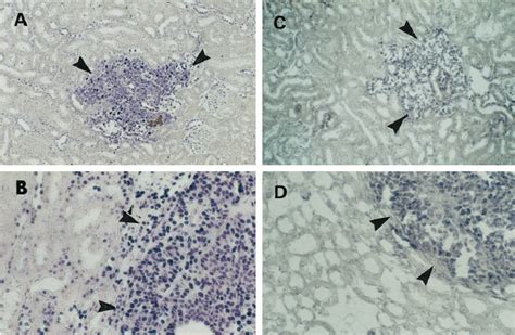 In Situ Hybridization Of C Myc A And B And C Fos Rna Download Scientific Diagram