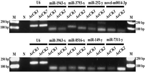Stem Loop Rt Pcr Confirmation Of Eight A C Cerana Mirnas Lane M Dna