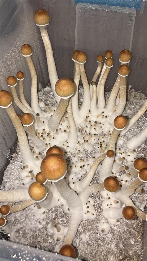 Soooo Many Aborts What Am I Doing Wrong Rcontamfam