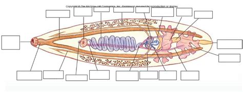 Class Trematoda Diagram Quizlet