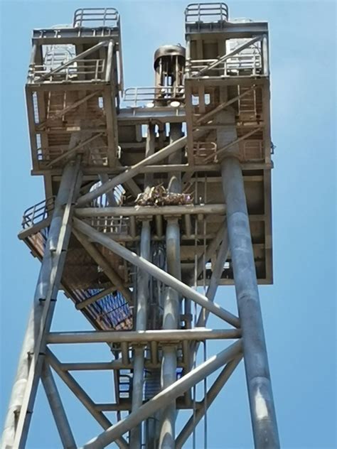 Largest Eagle Nest I Ever Seen Guardian Of Fpso Nganhurra 🦅