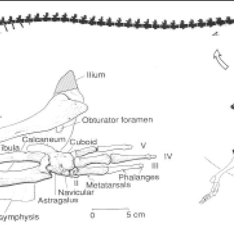 Class Mammalia Infraclass Eutheria Order Cetacea Brisson 1763