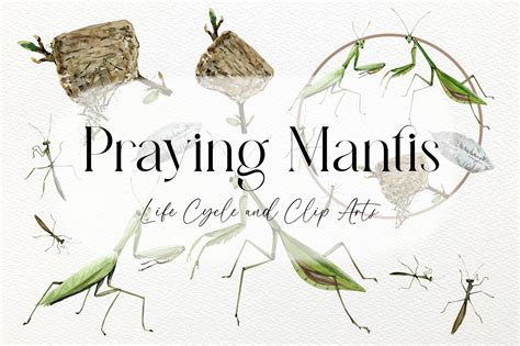 Life Cycle Praying Mantis