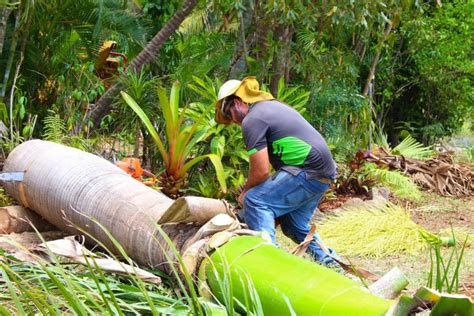 Tree Lopping The Tree Expert