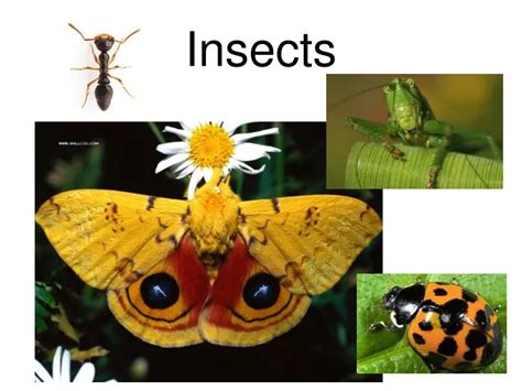 Ppt Insects Powerpoint Presentation Free Download Id9288265