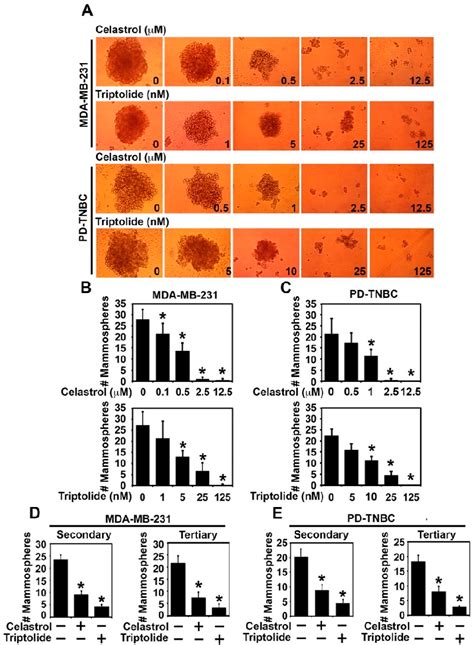 Figure 1 From Celastrol And Triptolide Suppress Stemness In Triple