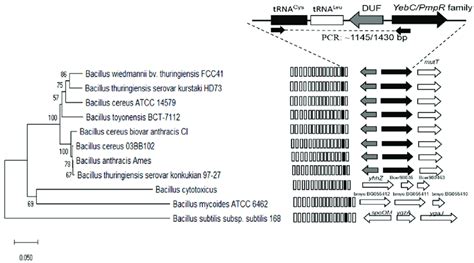 Schematic Representation Of Trna Cys Pcr Strategy For The B Cereus