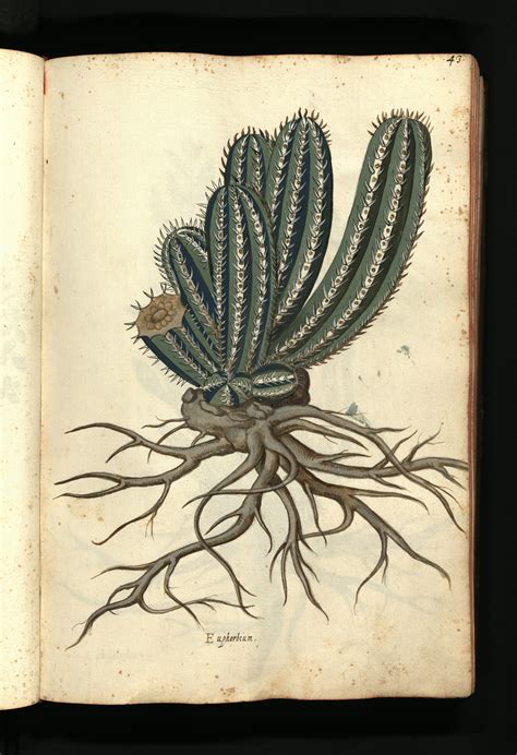 Euphorbia Euphorbium Bub Ms Aldrovandi Tables Of Plants Flowers And Fruits Vol 10 Card 43