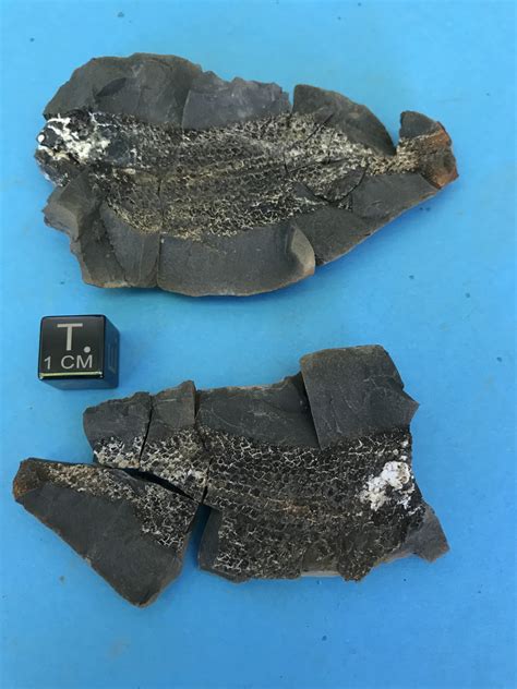 Mazon Creek Fish Elonichthys Peltigerus General Fossil Discussion