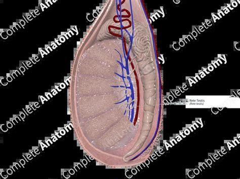 Rete Testis Complete Anatomy