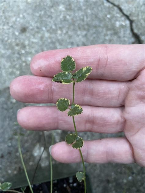 Small Mounding Perennial In The Plant Id Forum