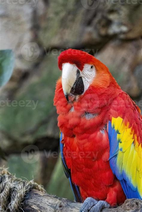 Ara Macao Portrait Of Colorful Scarlet Macaw Parrot Against Jungle