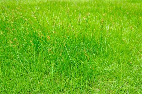 View Of Cyperus Rotundus Or Nut Grass In The Field Stock Image Image