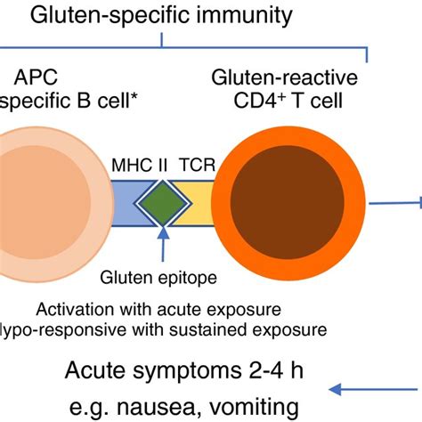Model For Explanation Of Early Symptoms Induced By Activation Of