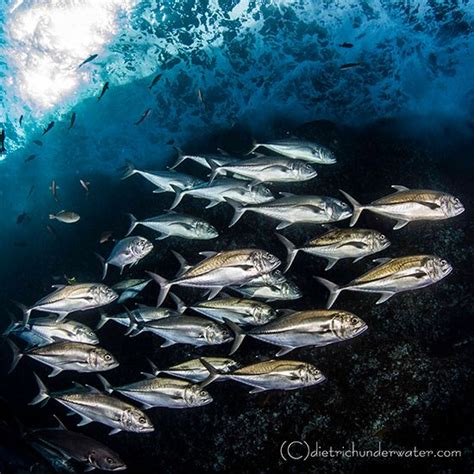 Pelagic Fish Photography Underwater Photography Guide