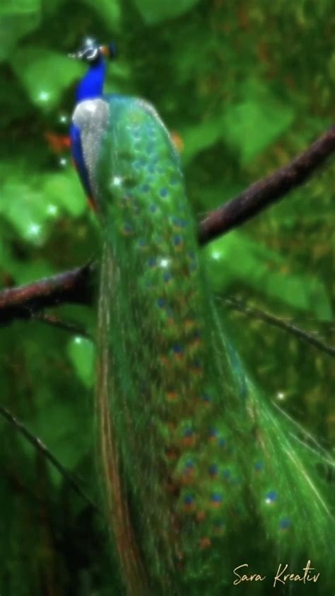 What Do Peacocks Eat Drink In The Wild In Captivity Artofit