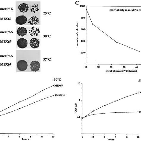 A Reversible Temperature Sensitive Mutant Of Mex67p A Growth Of Download Scientific