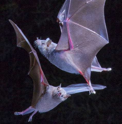 Taking The Night Shift For Bat Pollination Defenders Of Wildlife